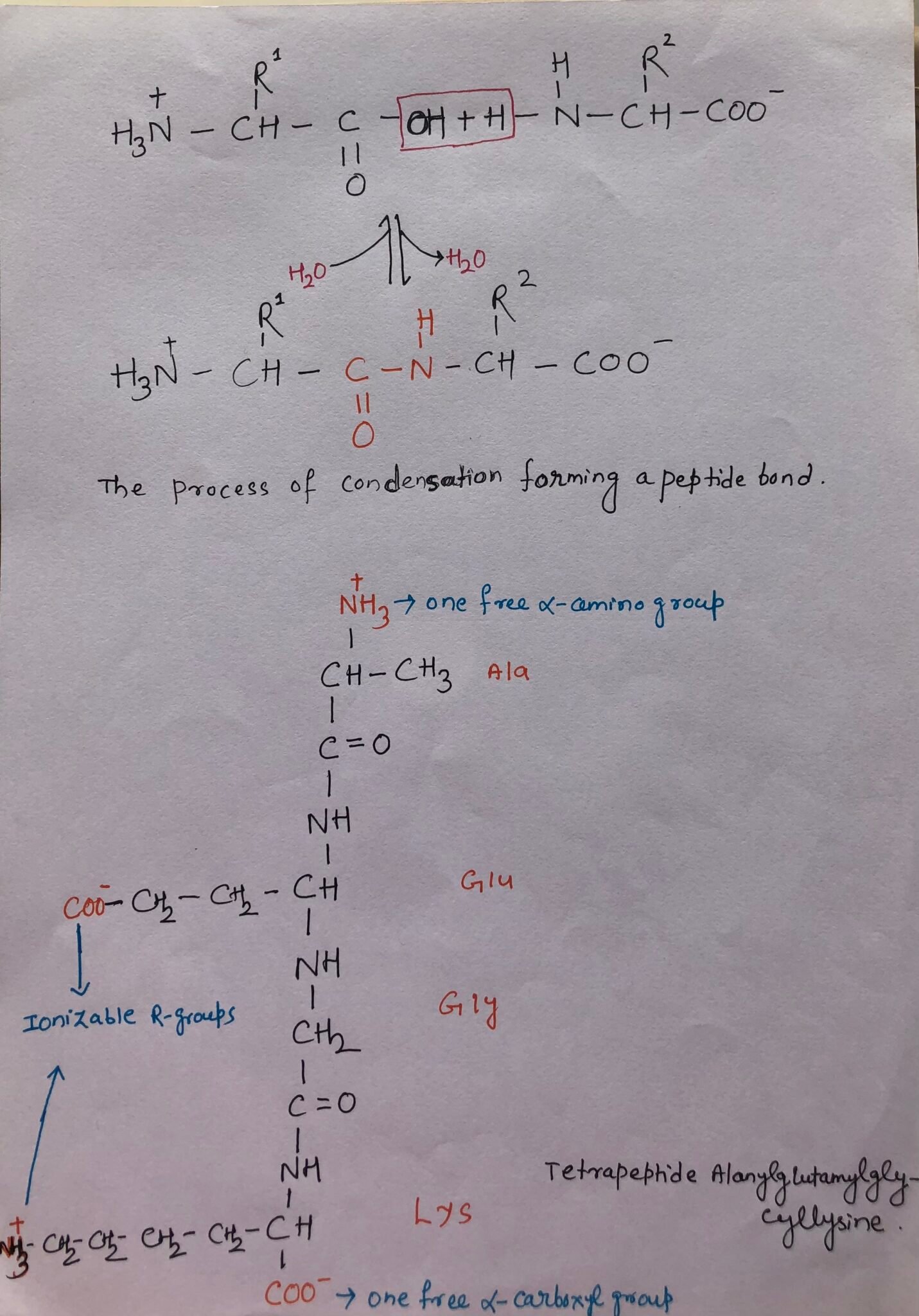 Peptides and proteins with their distinguishing properties - Discover ...
