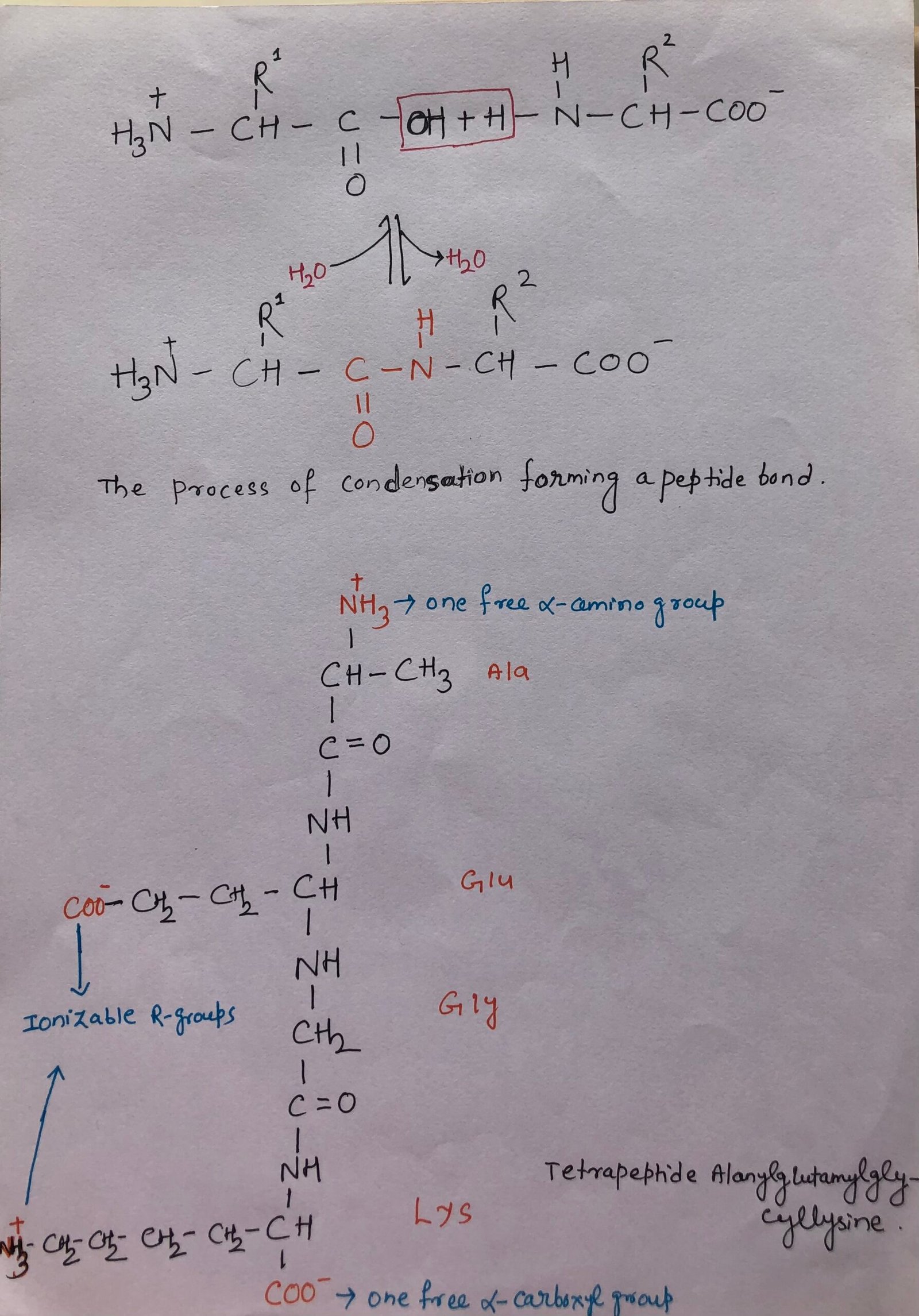 Peptides and proteins with their distinguishing properties - Discover ...