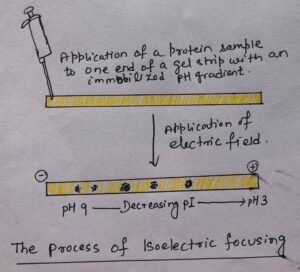 Electrophoresis: The Process of Separation of Proteins - Discover Biotech