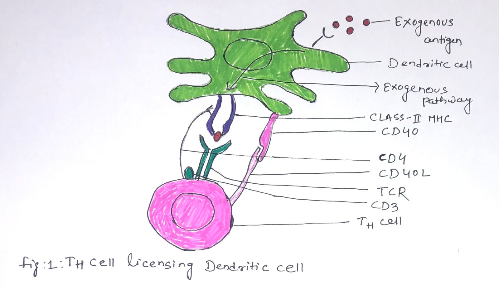 Importance of cross-presentation of antigens by antigen-presenting ...