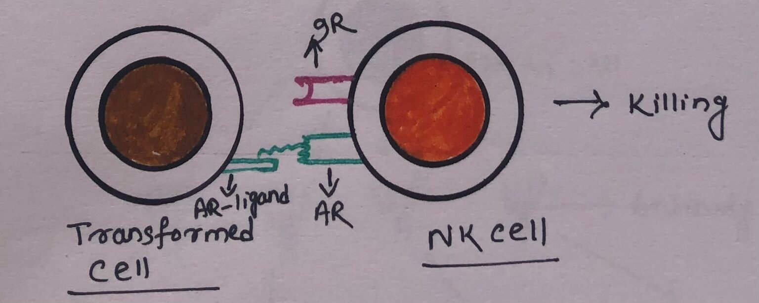 The Mechanism of Killing of Target Cells by Effector Cells - Discover ...