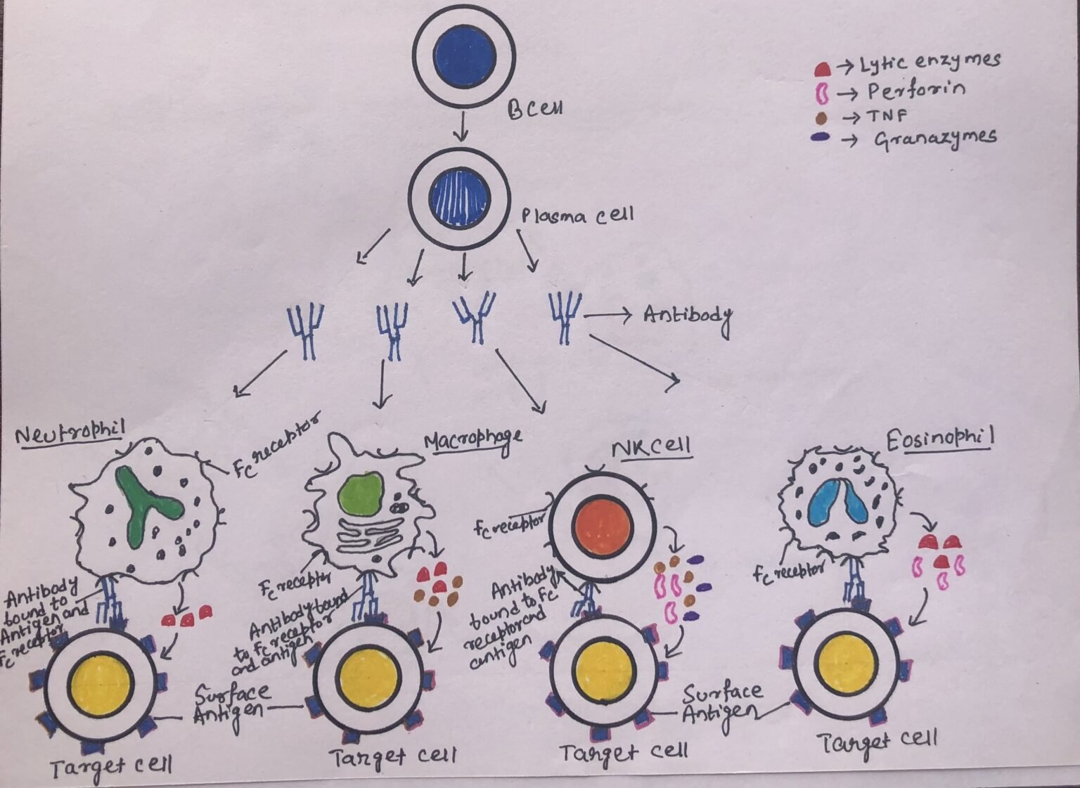 The Mechanism of Killing of Target Cells by Effector Cells - Discover ...