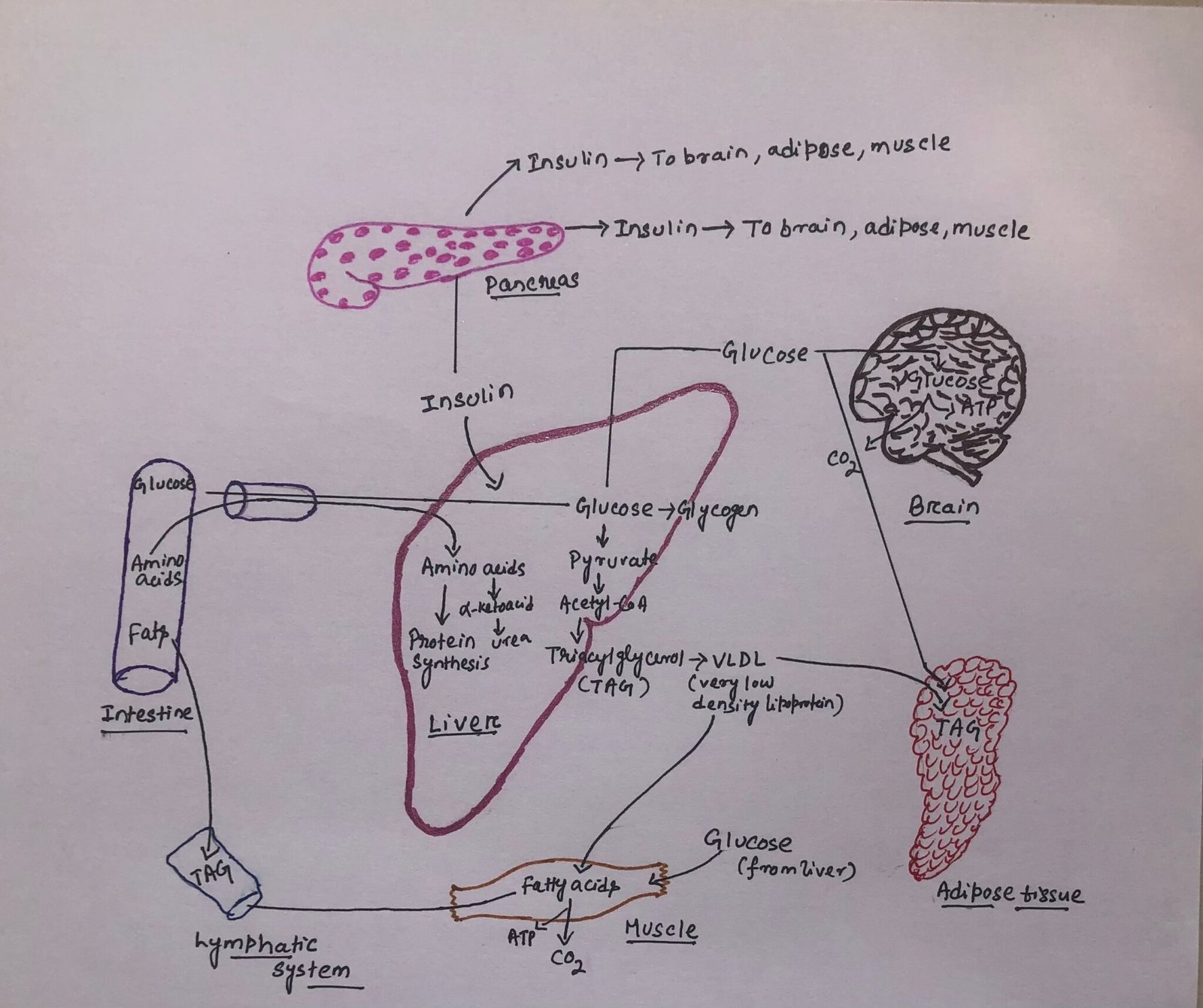 Maintenance of blood glucose level by the hormones insulin and glucagon ...
