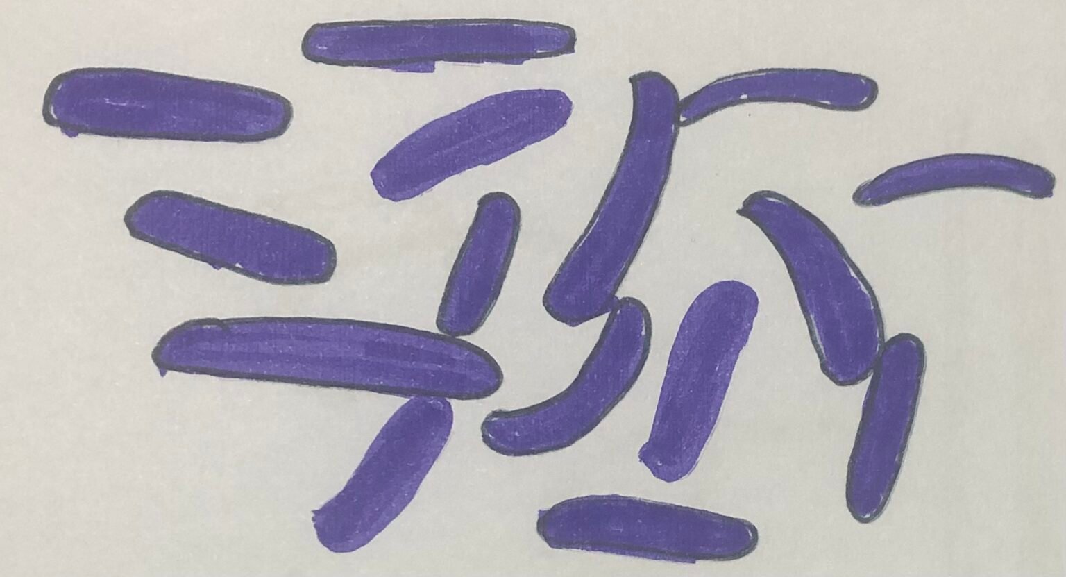 The Purple and Green Phototrophic Bacteria - Discover Biotech