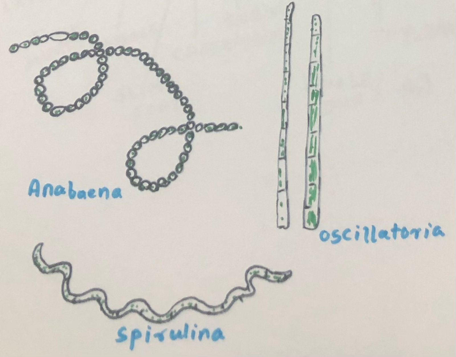 The blue-green algae (Cyanobacteria) - Discover Biotech