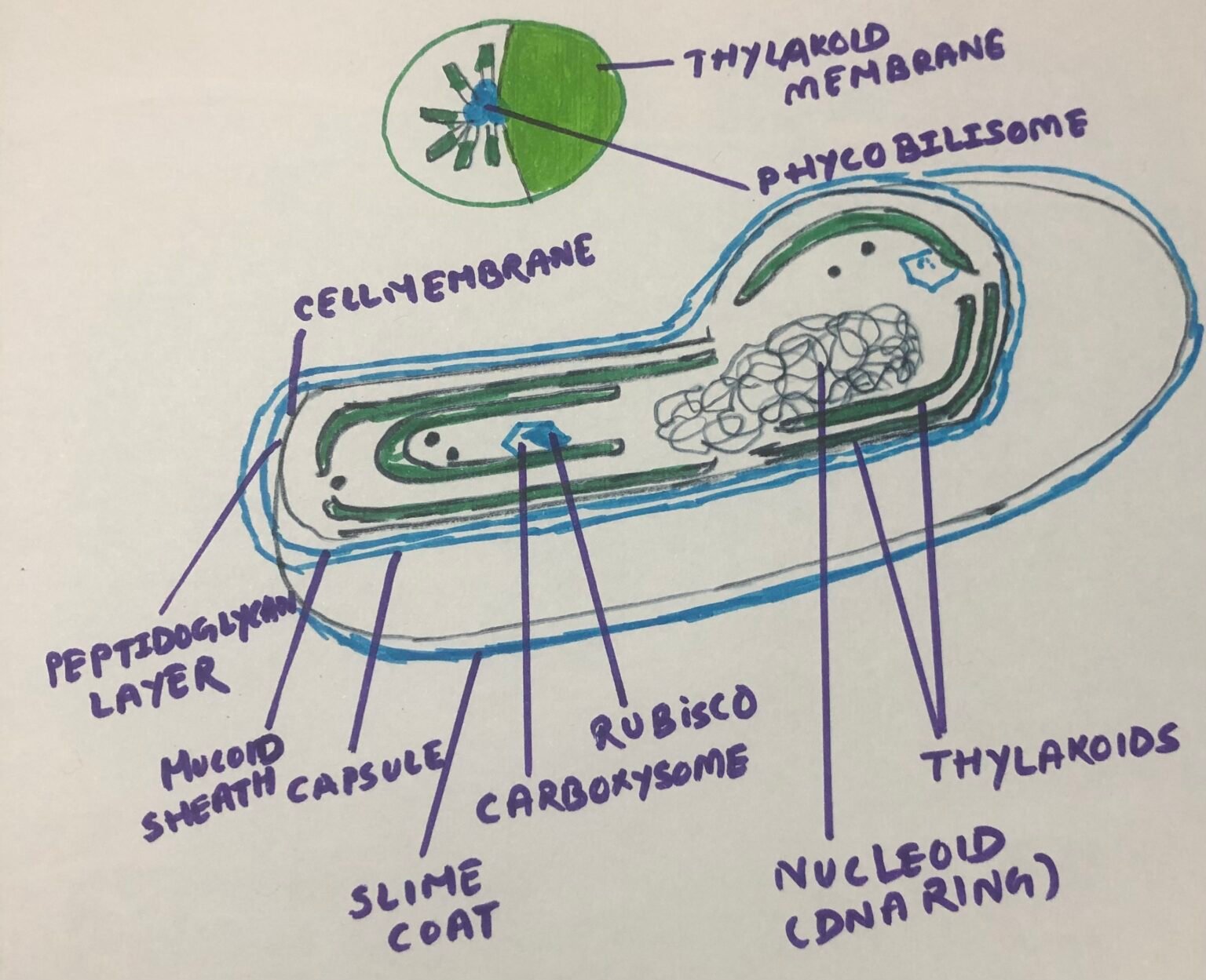 The blue-green algae (Cyanobacteria) - Discover Biotech