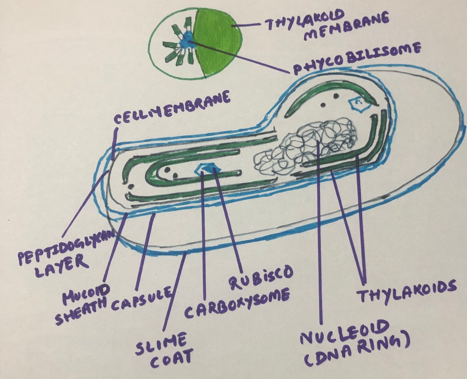 The blue-green algae (Cyanobacteria) - Discover Biotech
