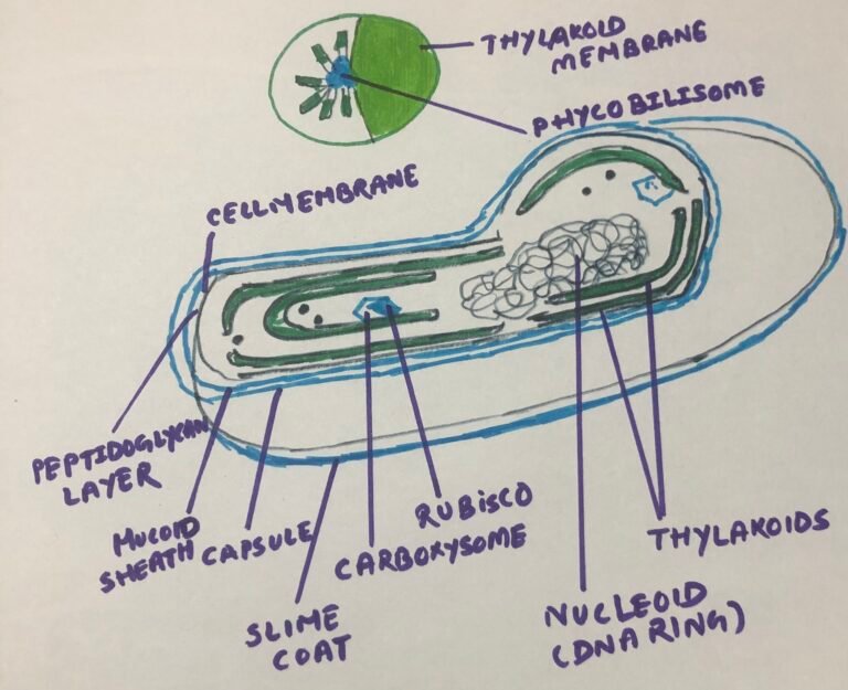 The blue-green algae (Cyanobacteria) - Discover Biotech