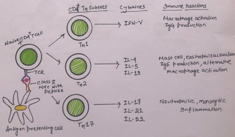 The effector cells of the immune system - Discover Biotech