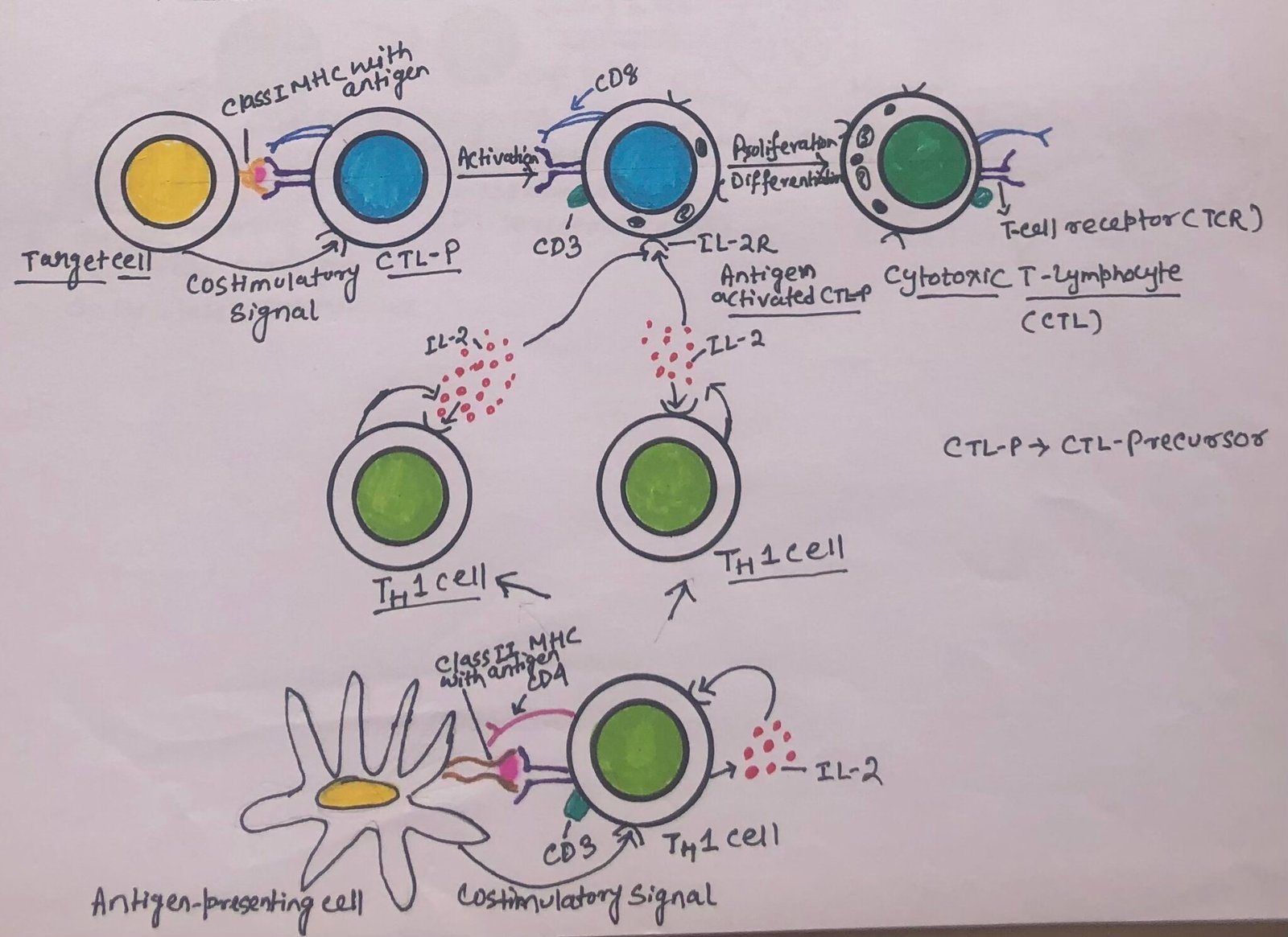 The effector cells of the immune system - Discover Biotech
