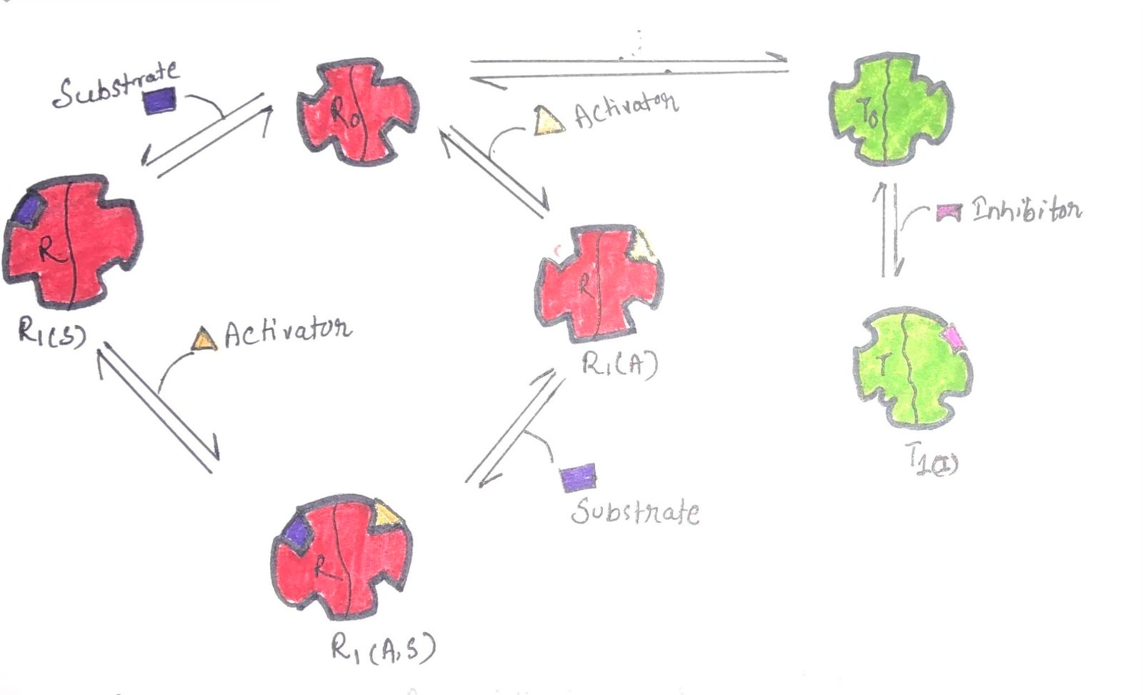 Allosteric enzymes - Discover Biotech