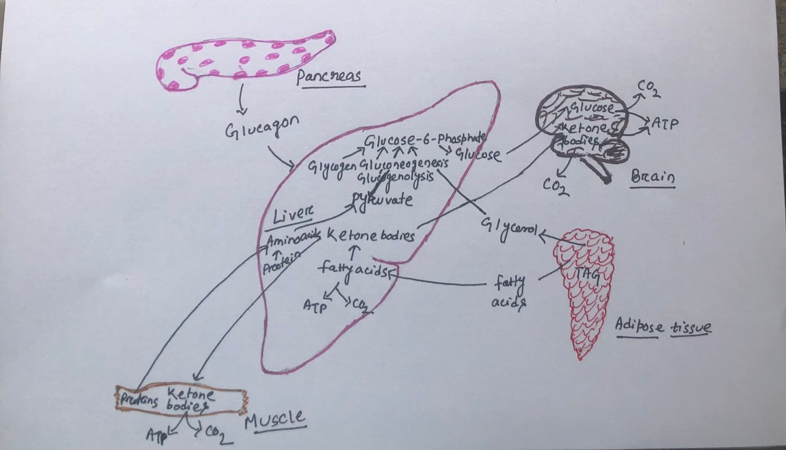 Maintenance of blood glucose level by the hormones insulin and glucagon ...