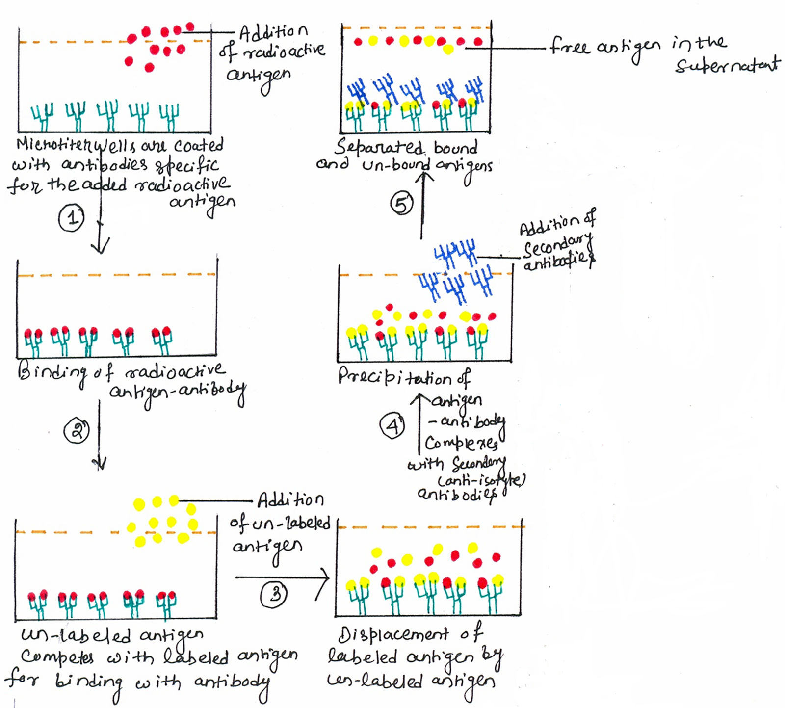 The antigen-antibody interaction- Radioimmunoassay - Discover Biotech
