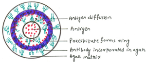 The antigen-antibody interaction: Precipitation reaction - Discover Biotech