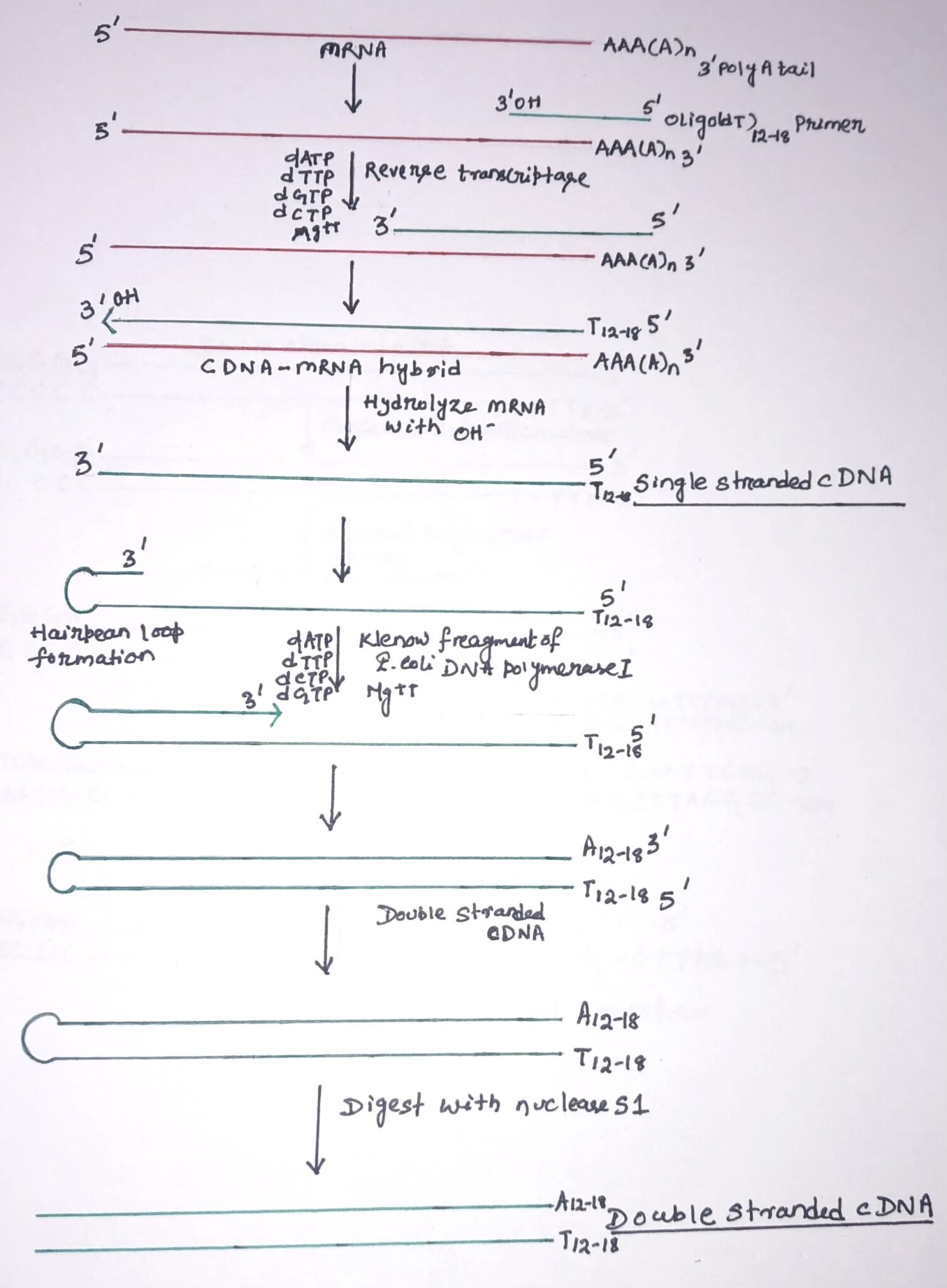 Making of a cDNA library - Discover Biotech