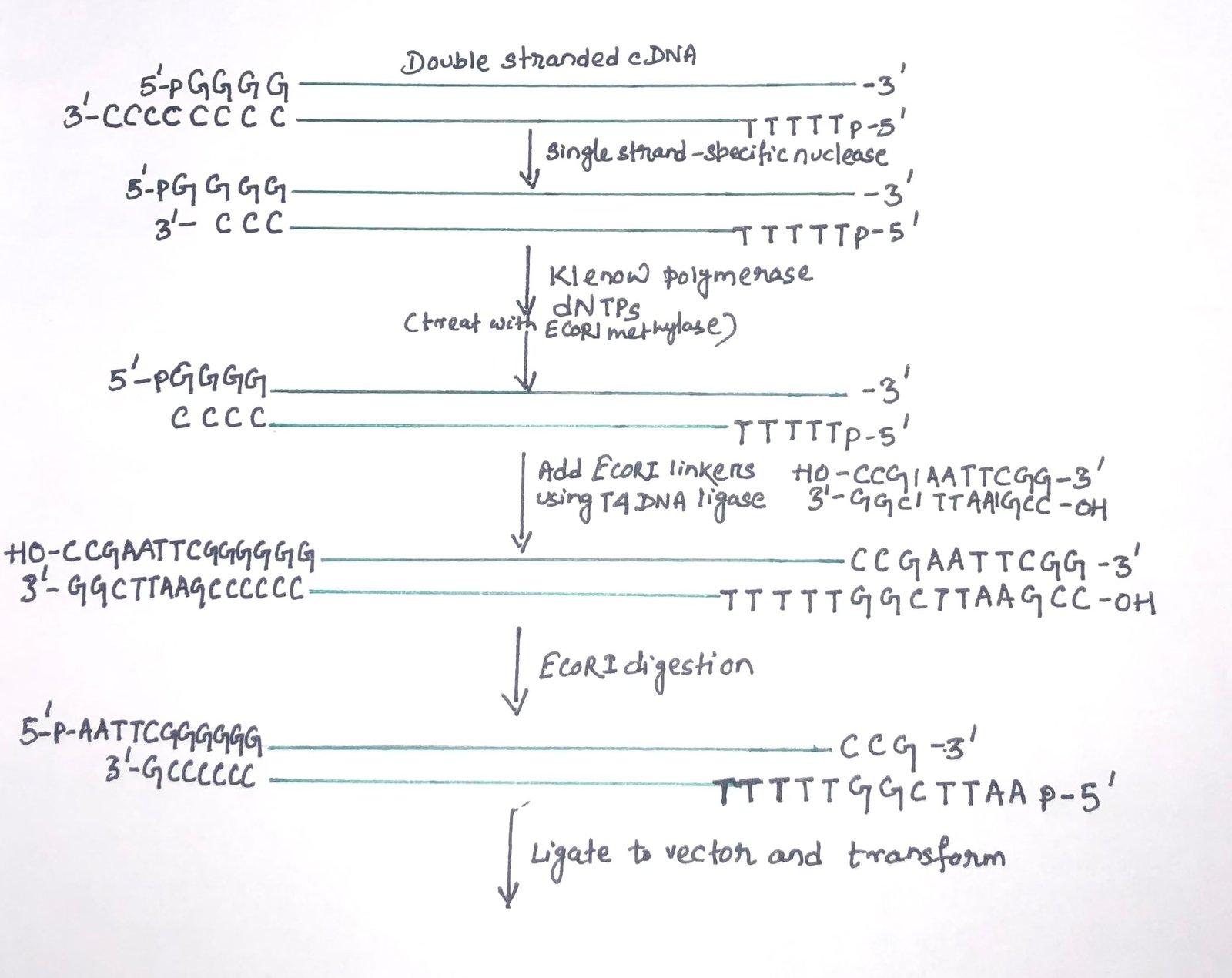 Making of a cDNA library - Discover Biotech