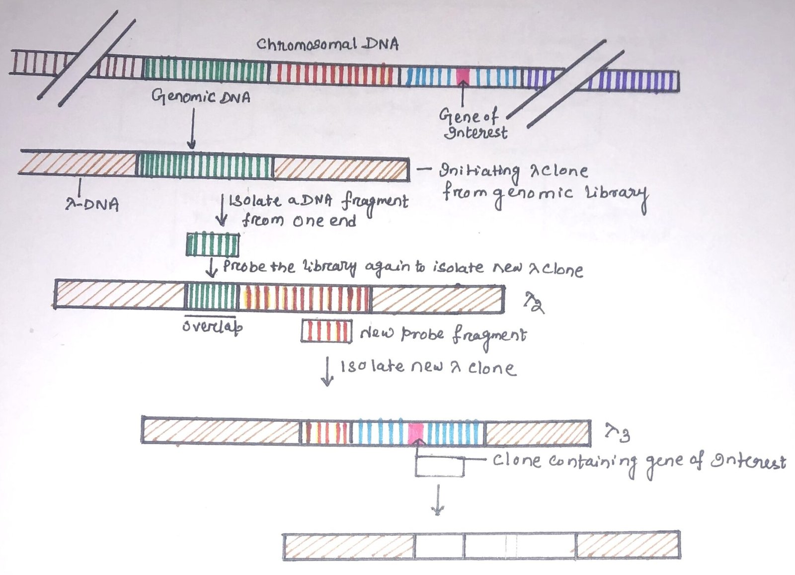 Methods of clone identification - Discover Biotech