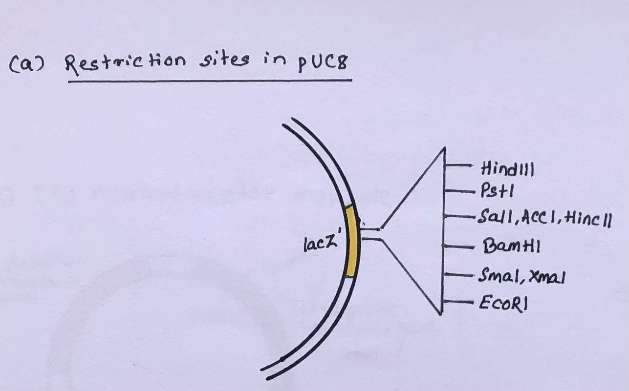 Cloning vectors based on E.coli plasmids - Discover Biotech