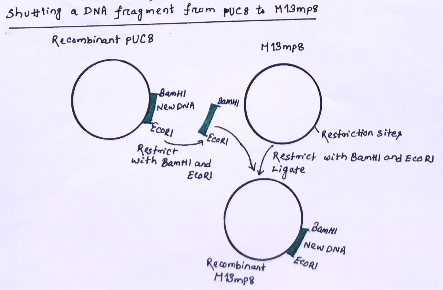 Cloning vectors based on E.coli plasmids - Discover Biotech