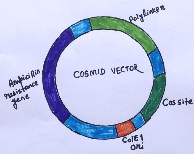Cloning vectors based on bacteriophages and cosmids - Discover Biotech