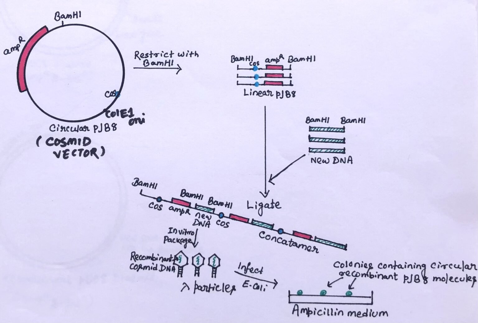 Cloning vectors based on bacteriophages and cosmids - Discover Biotech