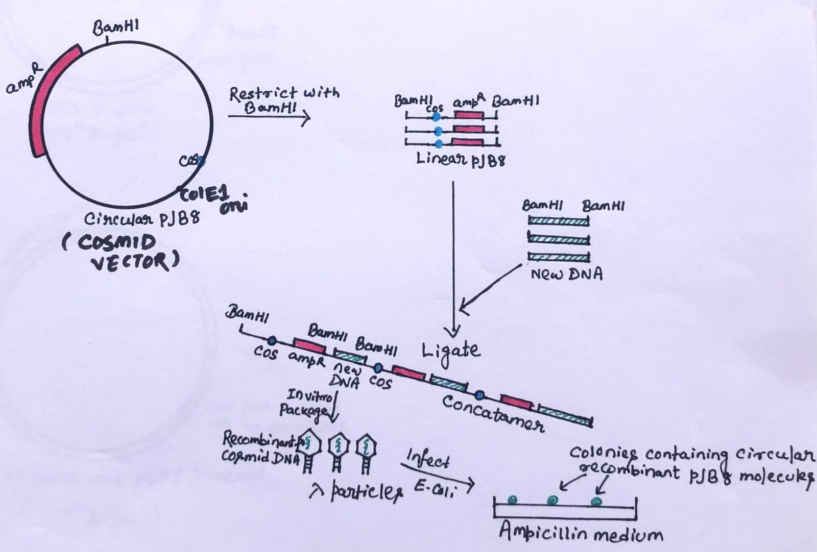Cloning vectors based on bacteriophages and cosmids - Discover Biotech