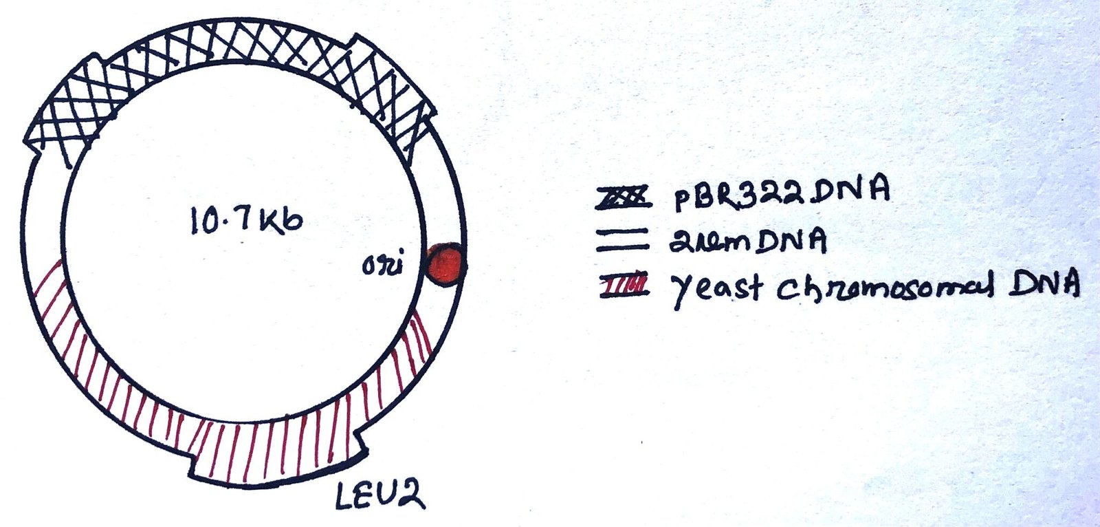 Yeast Cloning Vectors - Discover Biotech