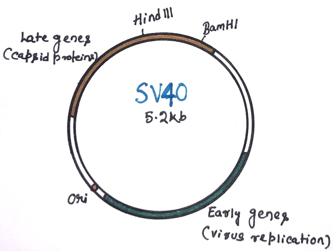 Animal viruses as cloning vectors - Discover Biotech