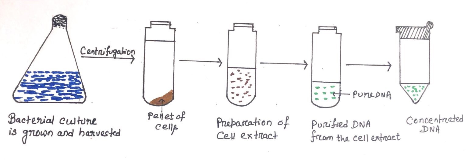 Total cell DNA preparation and purification - Discover Biotech