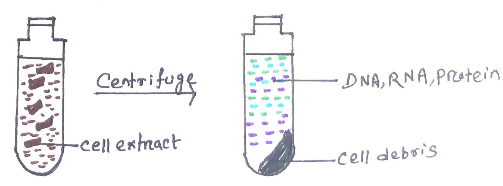 Total cell DNA preparation and purification - Discover Biotech