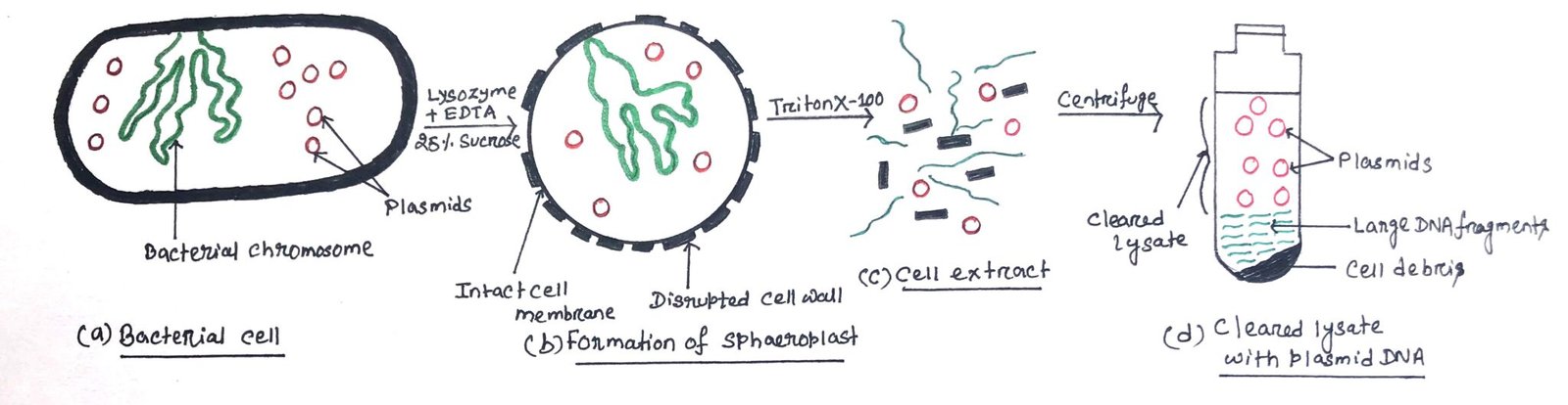 Preparation of Plasmid DNA - Discover Biotech