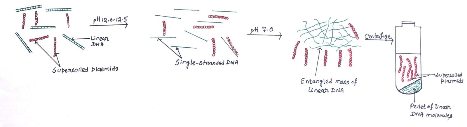 Preparation of plasmid DNA - Discover Biotech