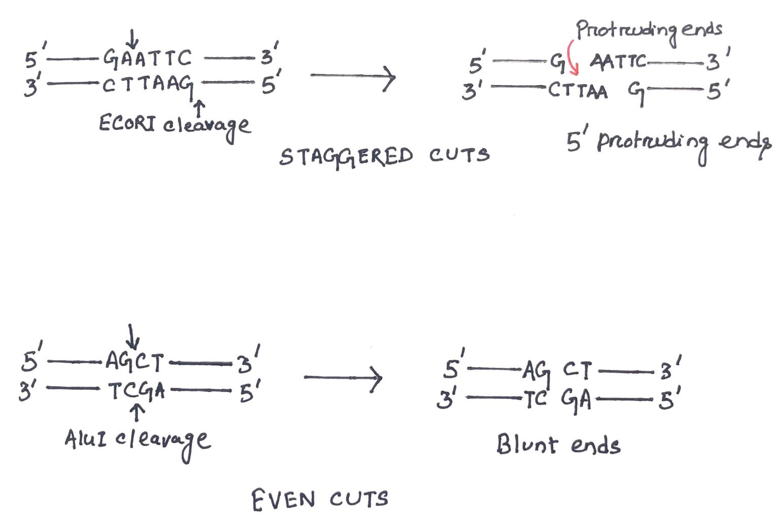 Restriction enzymes - Discover Biotech