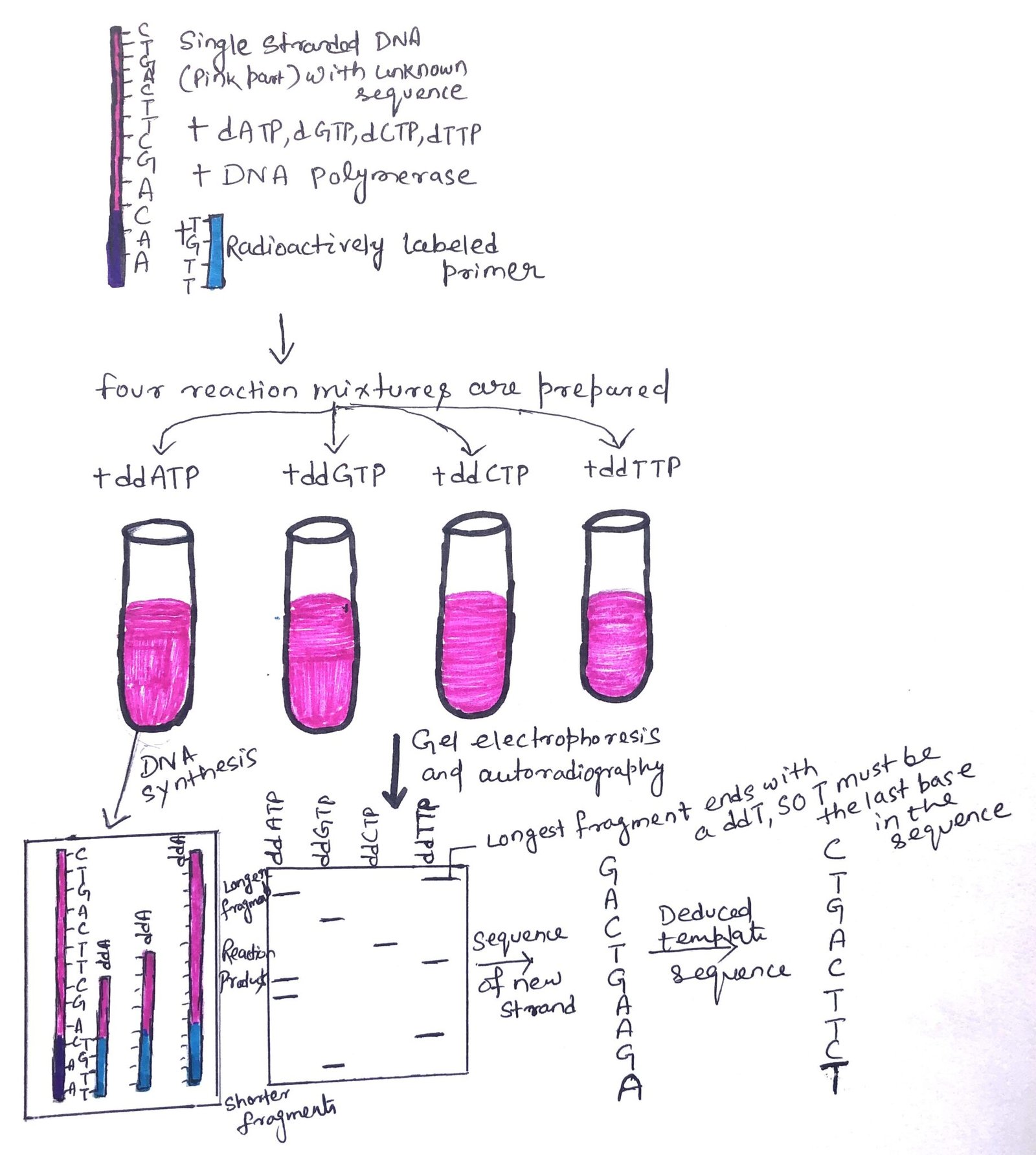 The Methods of DNA Sequencing - Discover Biotech