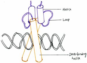 Eukaryotic transcription factors - Discover Biotech