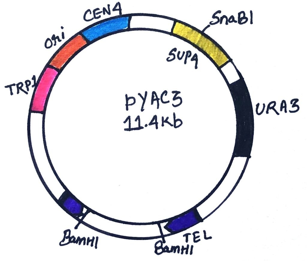 Yeast Cloning Vectors - Discover Biotech