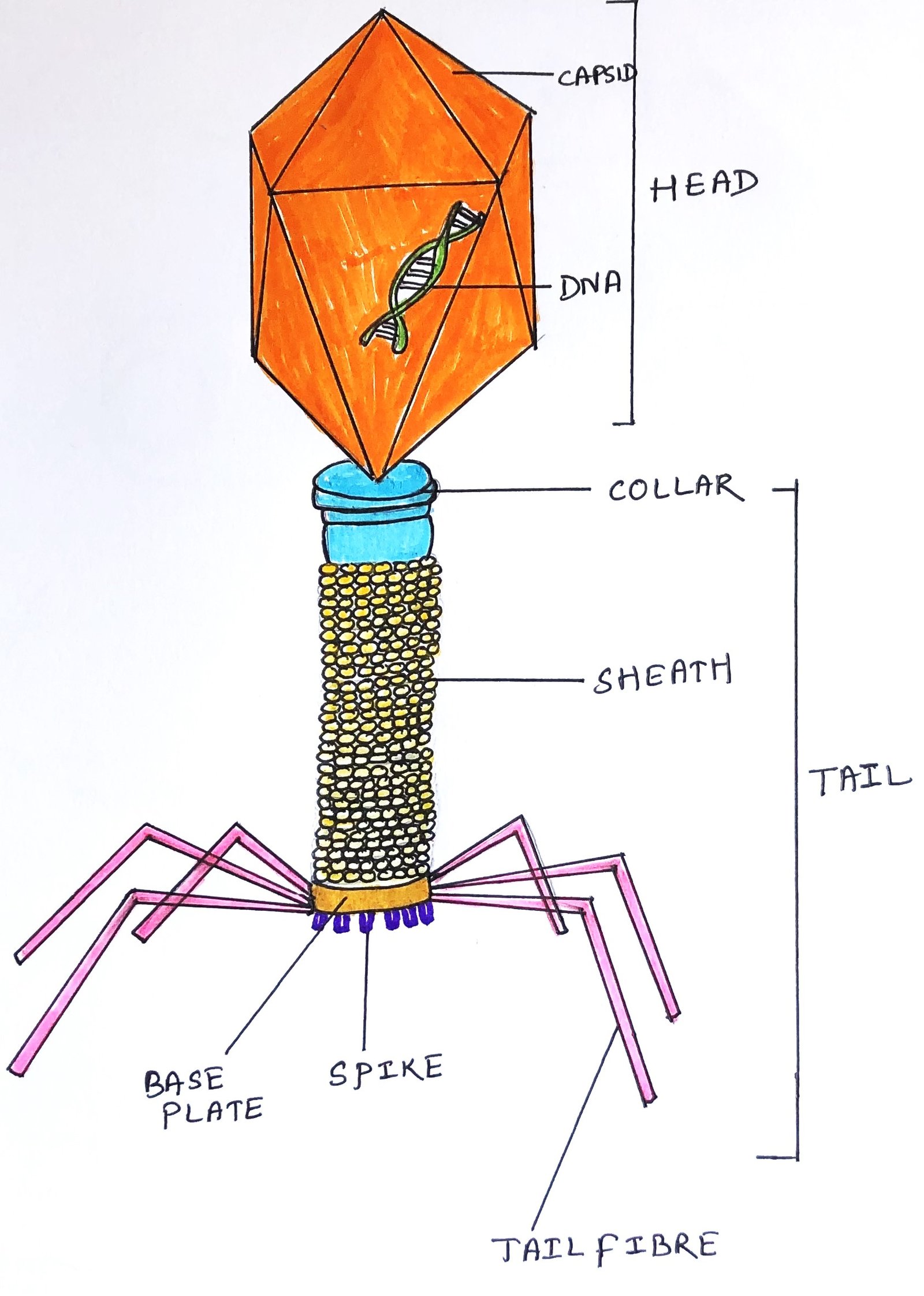 Cloning vehicles in gene cloning - Discover Biotech