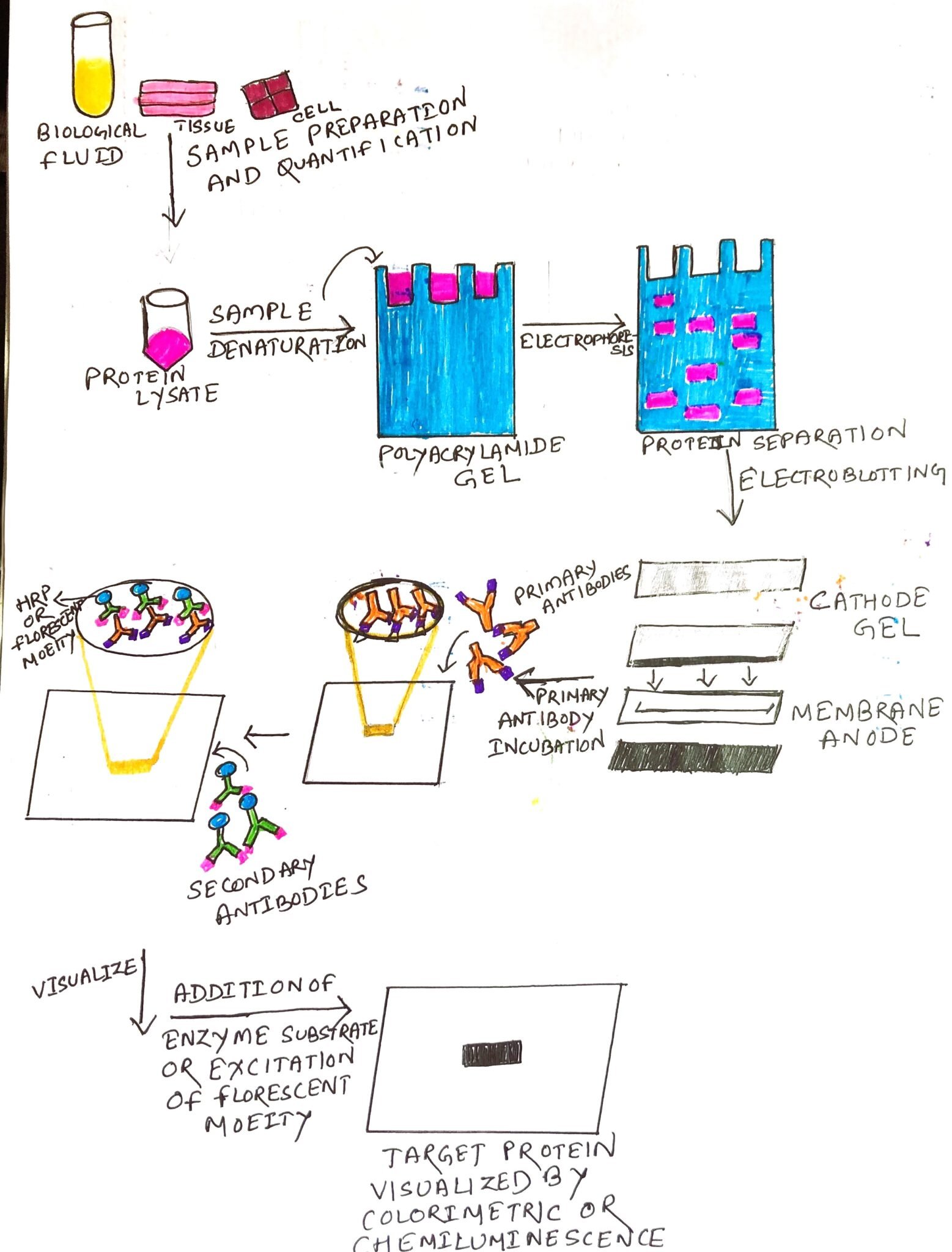 Western blotting: Identifying a specific protein - Discover Biotech