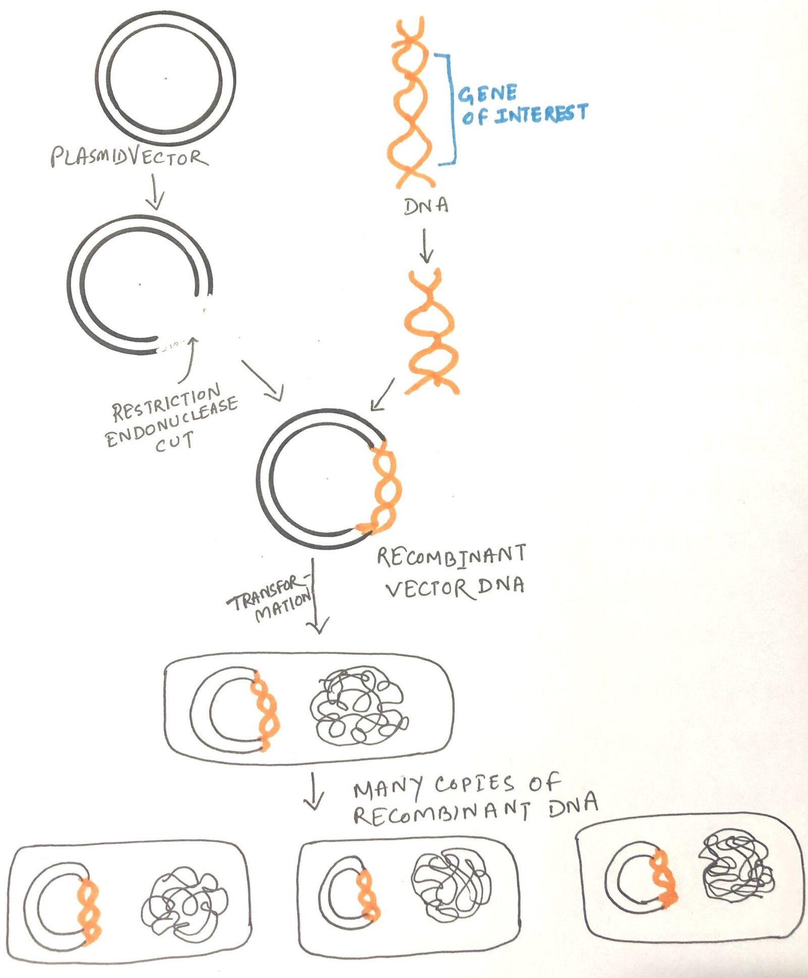 Application of gene cloning in producing recombinant proteins ...