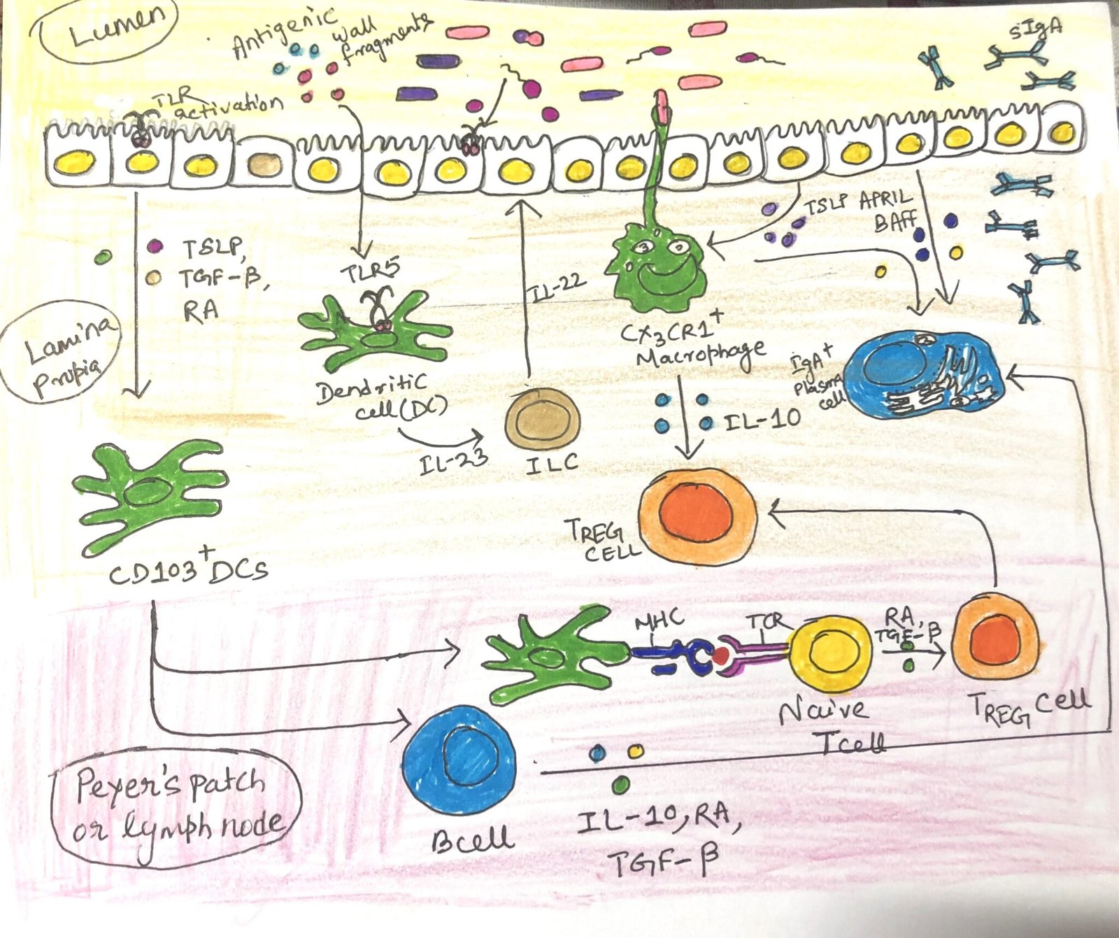 Various Innate and Adaptive Cell Types Promote Immune Homeostasis in ...