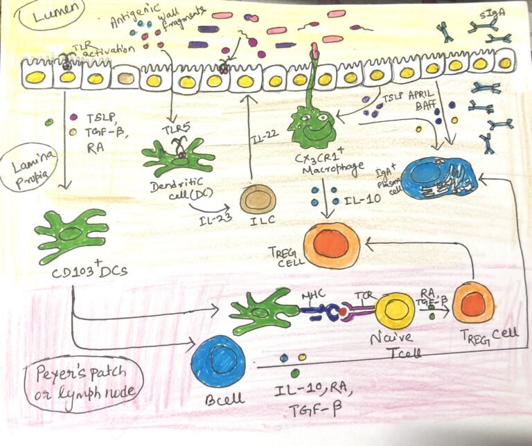 Various Innate and Adaptive Cell Types Promote Immune Homeostasis in ...