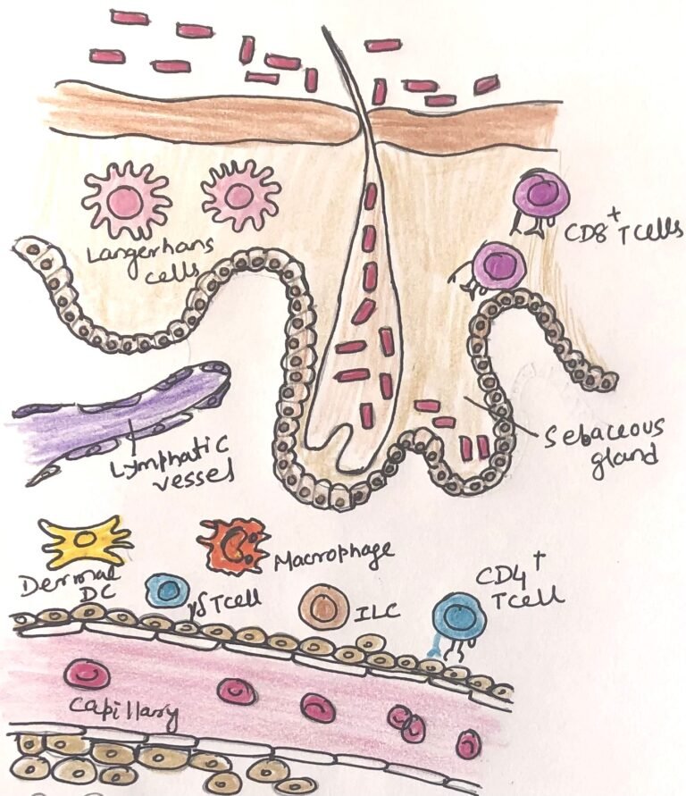 The Skin Immune System - Discover Biotech