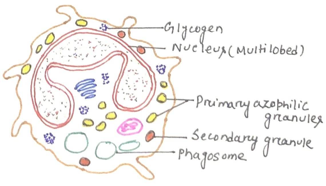 Phagocytes- The white blood cells of our immune system - Discover Biotech