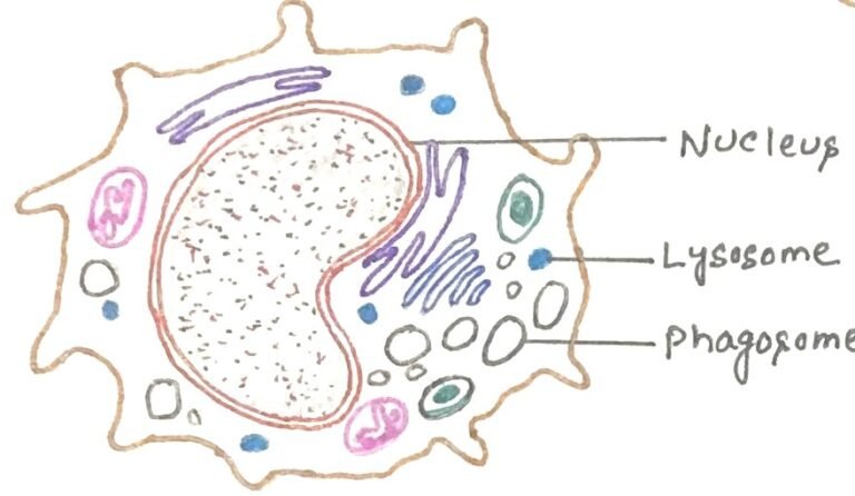 Phagocytes- The white blood cells of our immune system - Discover Biotech