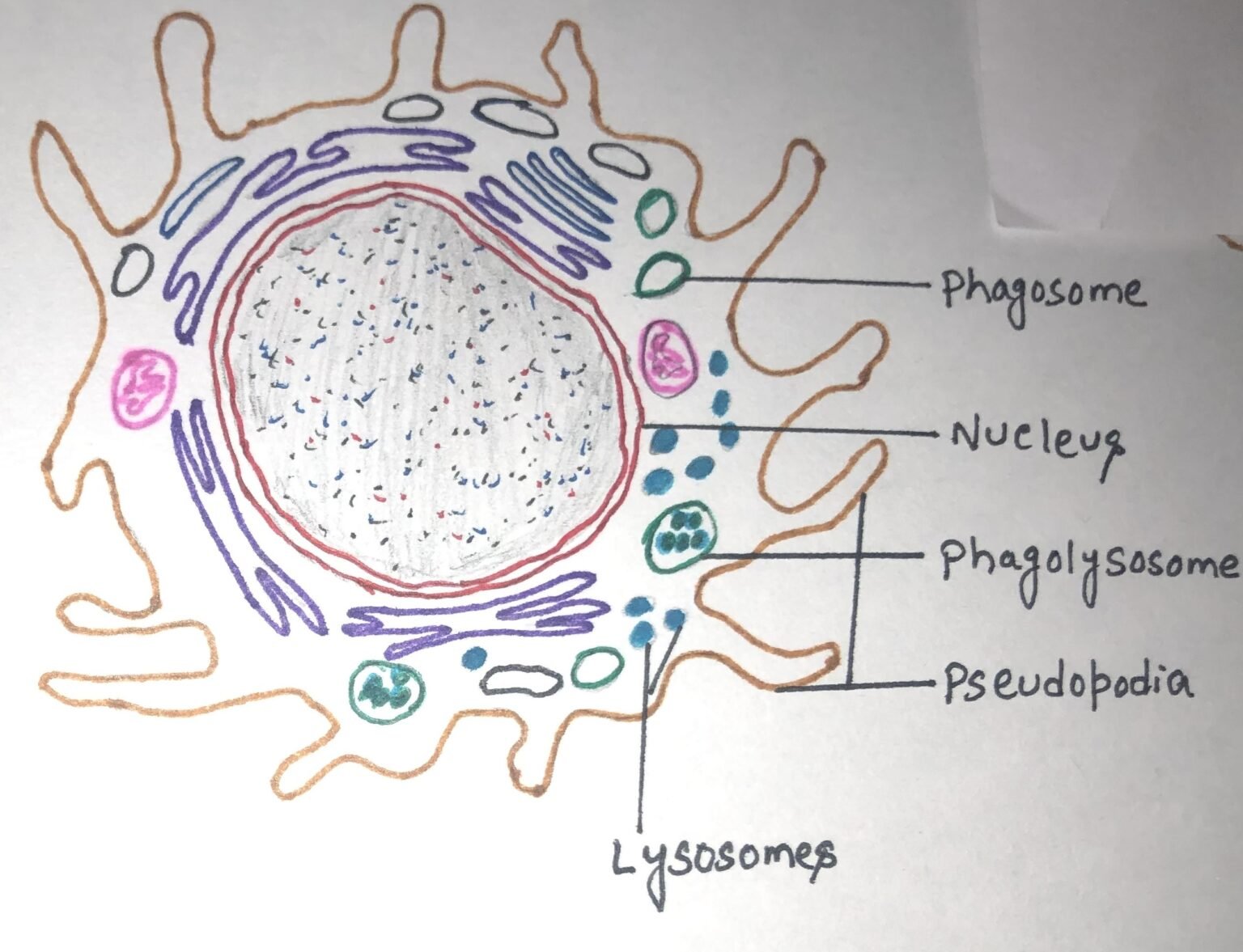 Phagocytes- The white blood cells of our immune system - Discover Biotech
