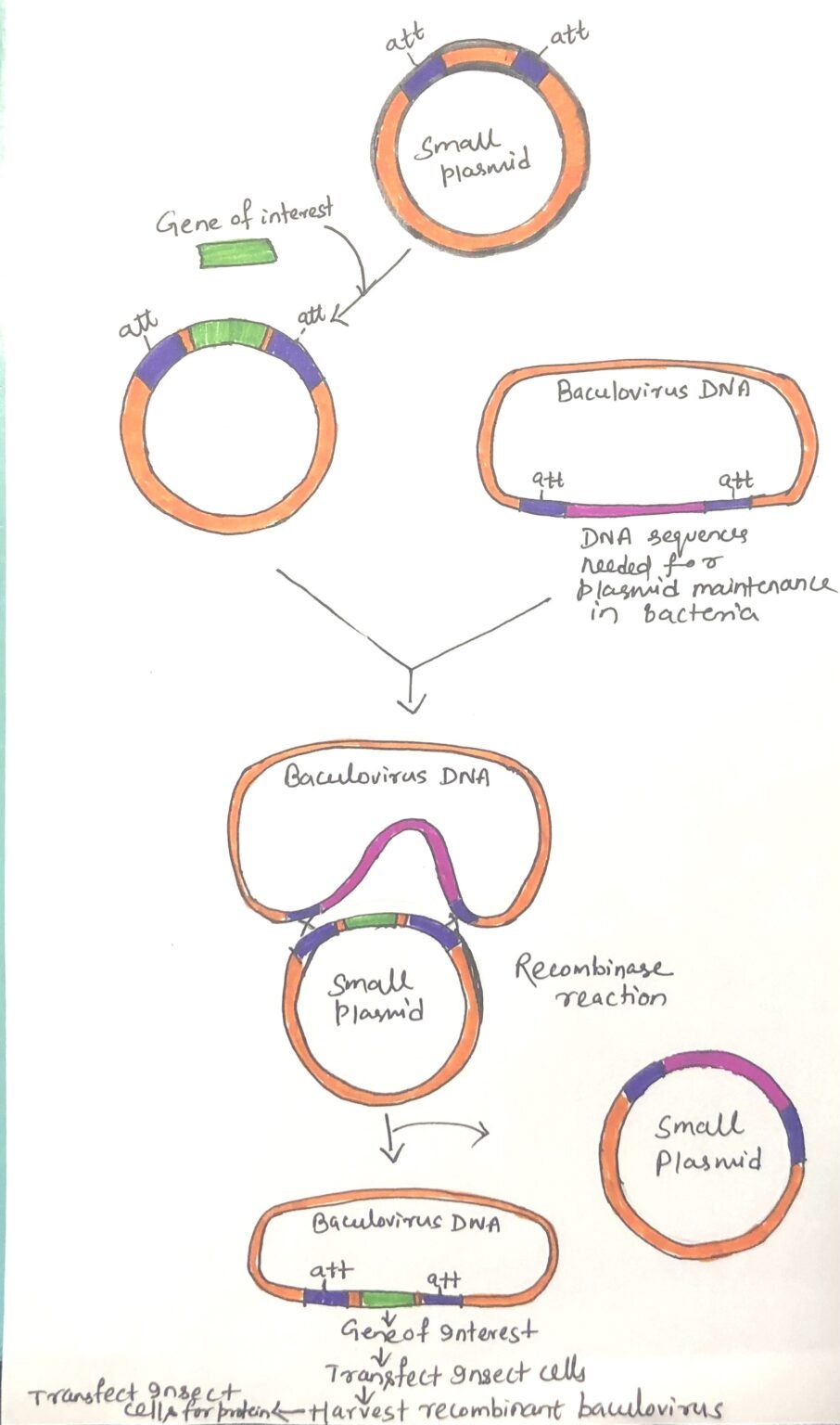 Expression of Recombinant Proteins - Discover Biotech