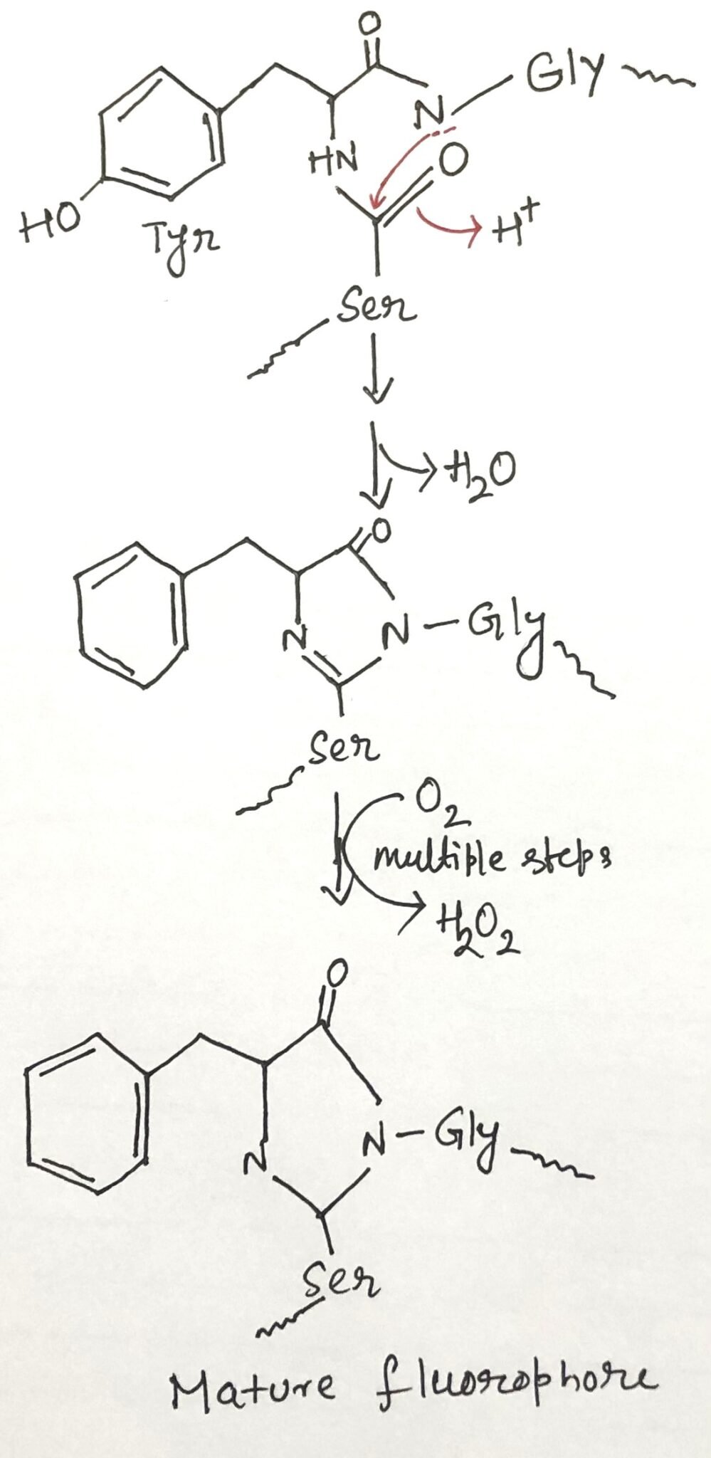 Green Fluorescent Protein Helps Identify Proteins in Cells - Discover ...