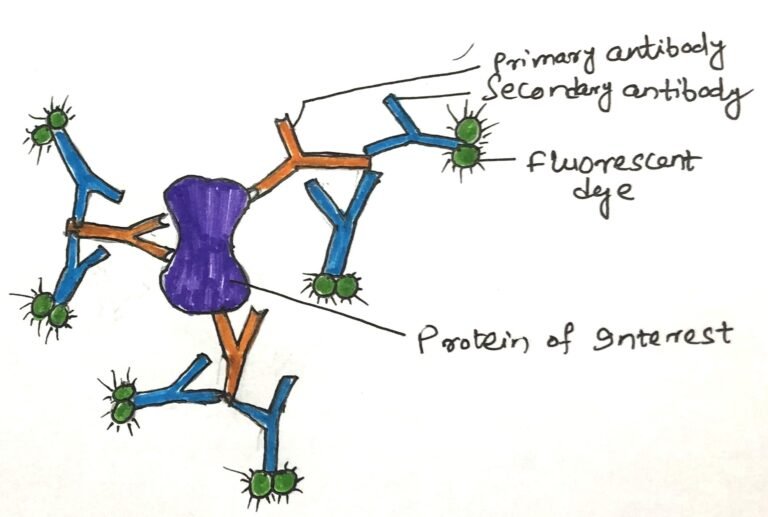 Green Fluorescent Protein Helps Identify Proteins in Cells - Discover ...