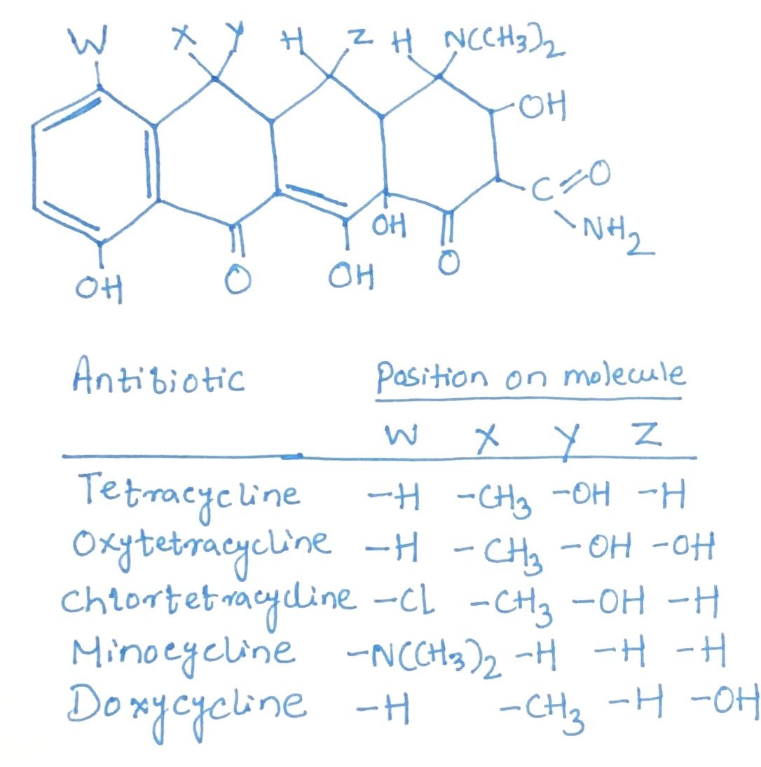 Antibiotics Inhibit Nucleic Acid and Protein Synthesis in Bacteria ...
