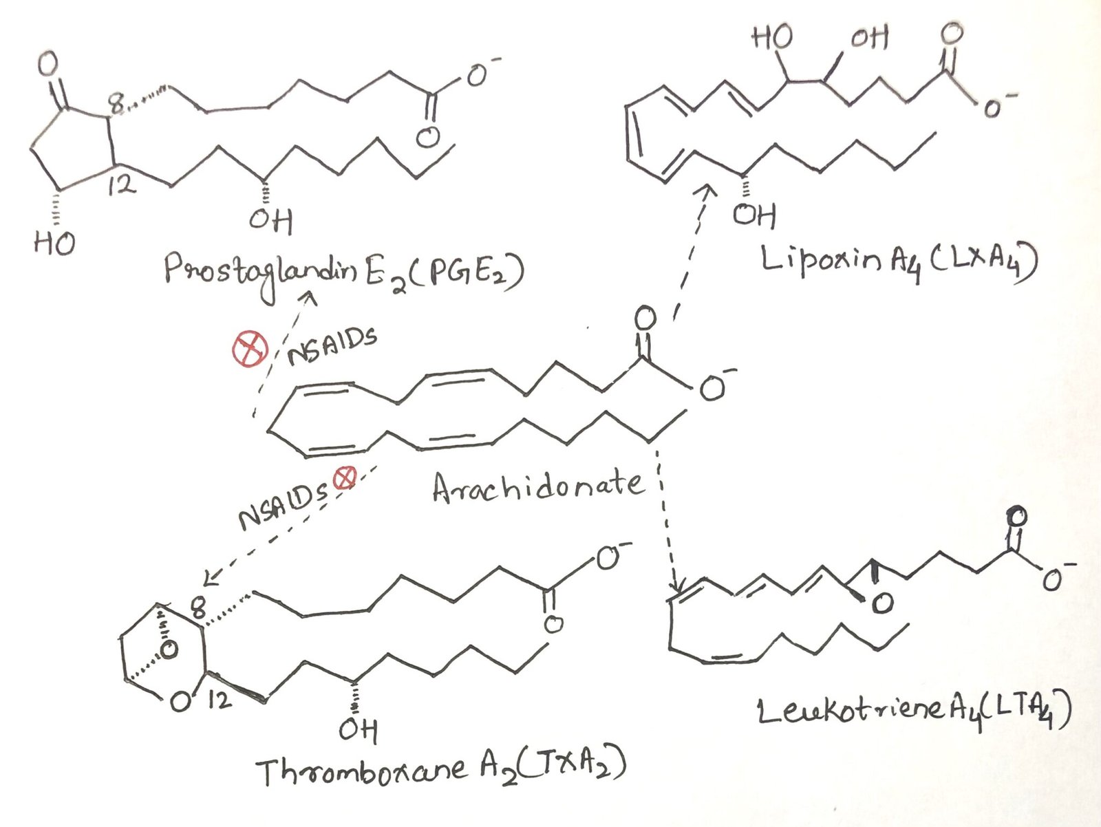 Eicosanoids and Steroid Hormones Carry Messages to Cells and Tissues ...